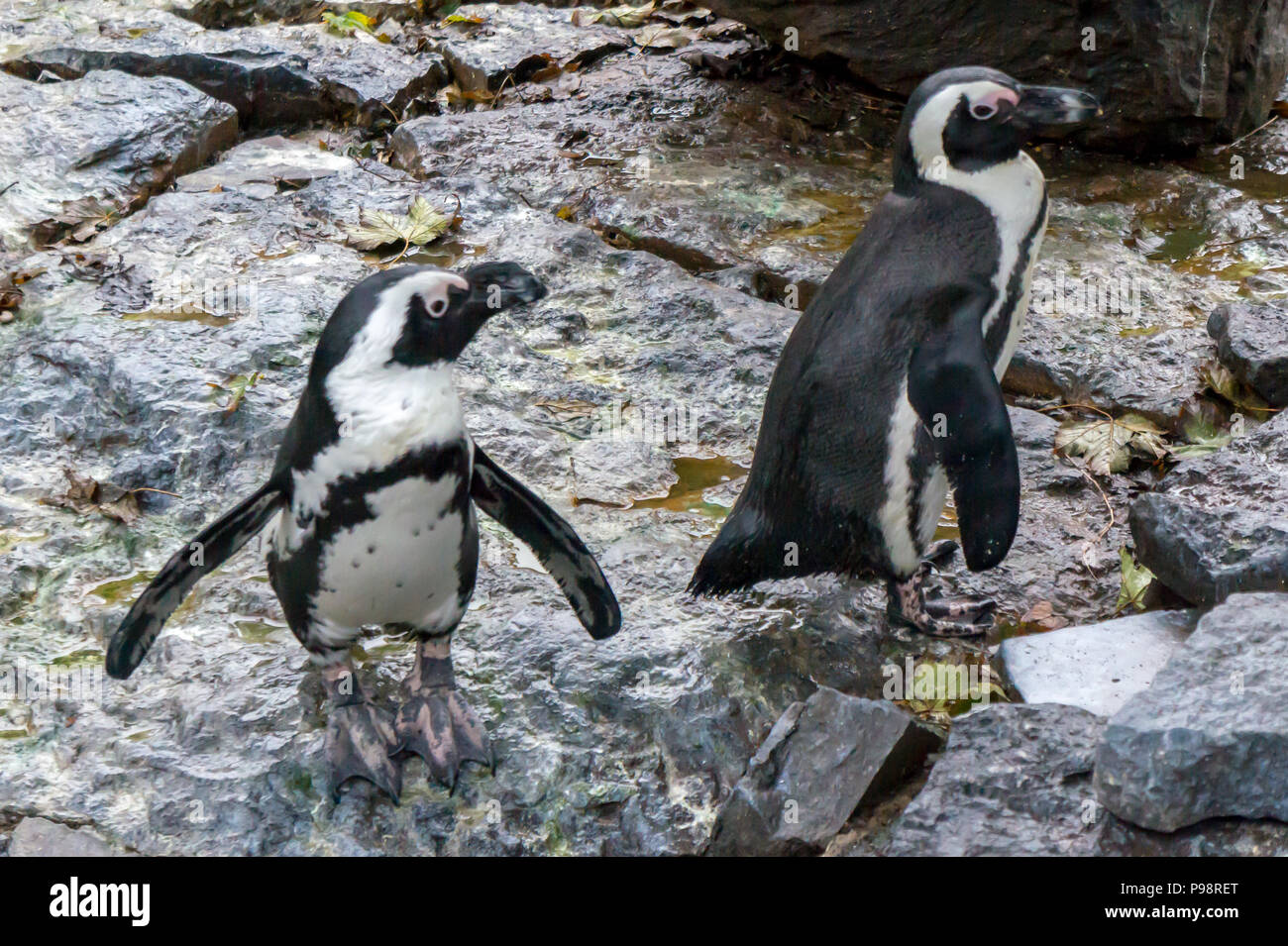 Two African Penguins Stock Photo - Alamy