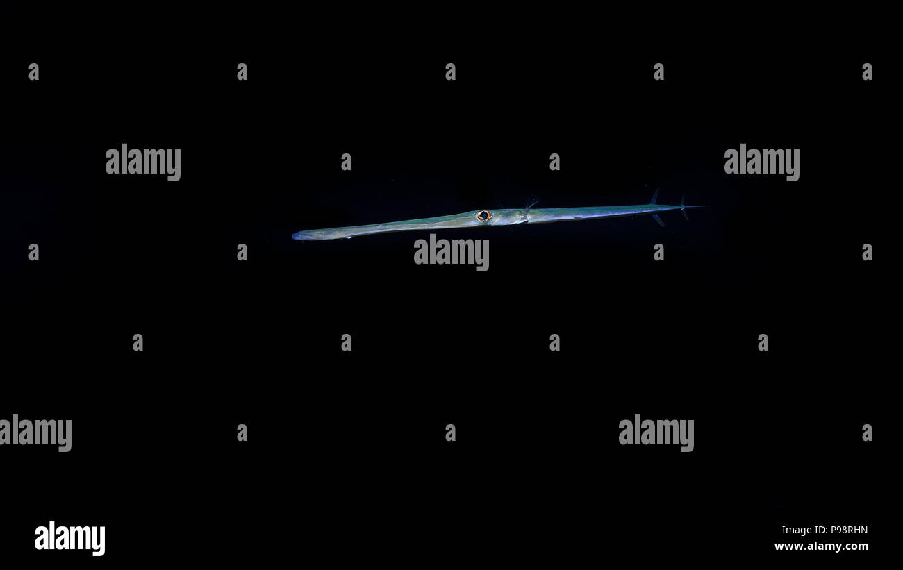 Red cornetfish hi-res stock photography and images - Alamy