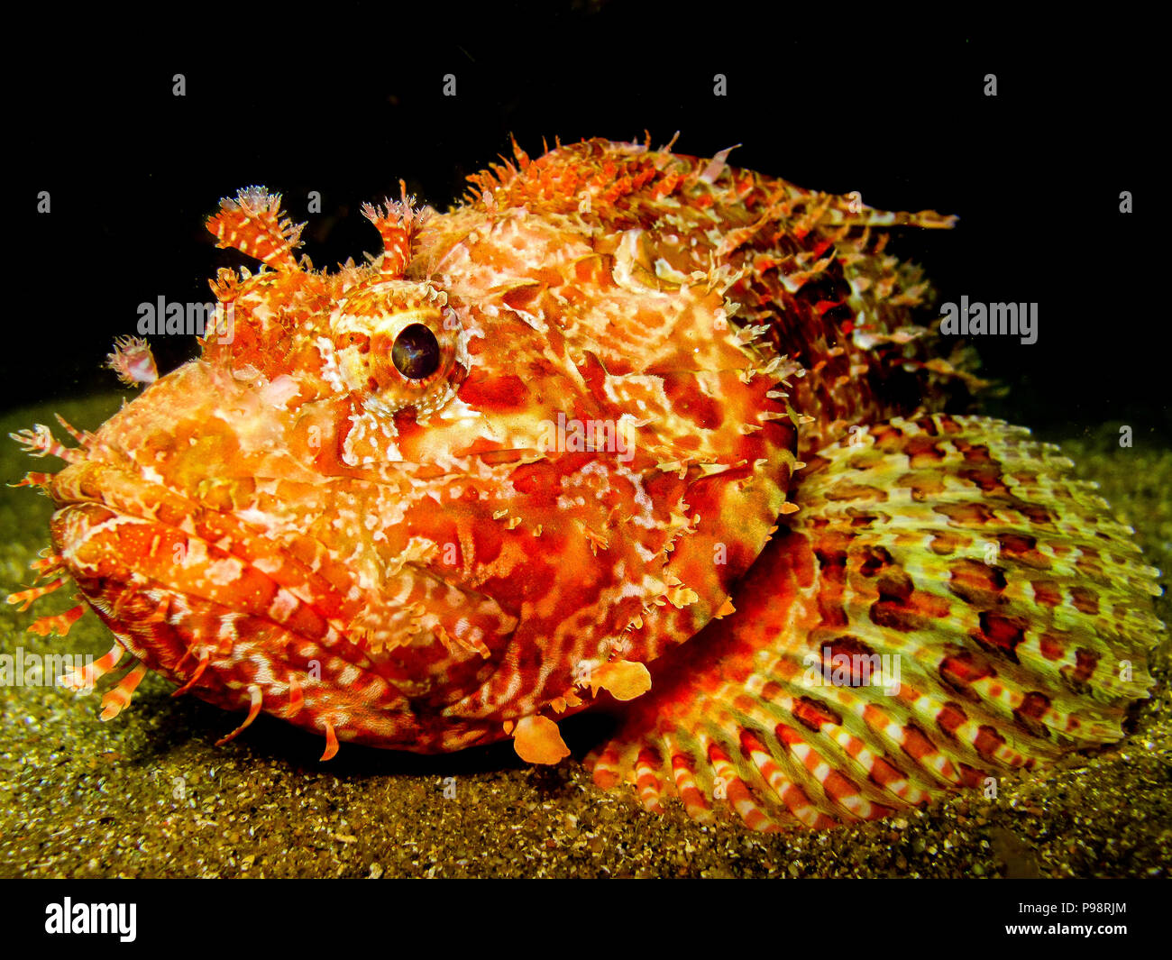 Scorpion underwater hi-res stock photography and images - Alamy