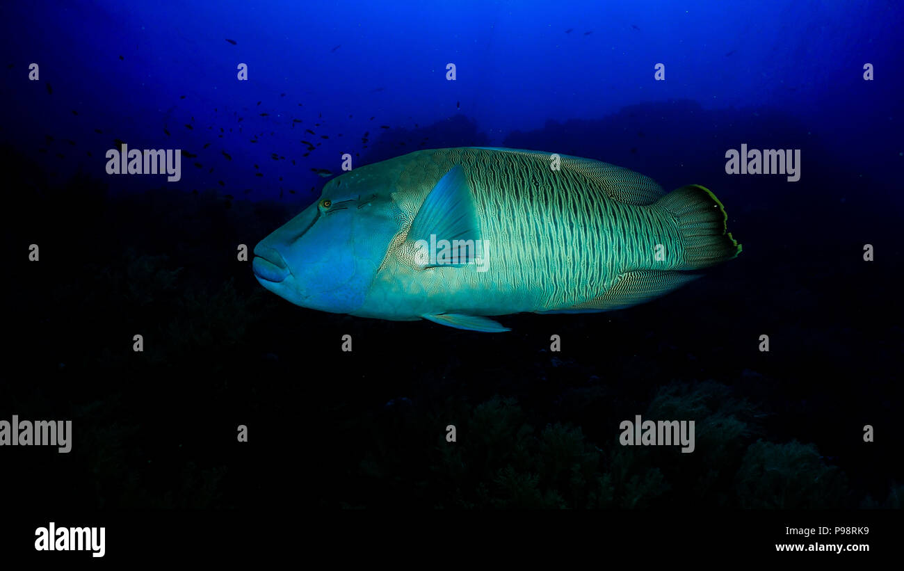 Napoleon wrasse red sea hi-res stock photography and images - Alamy