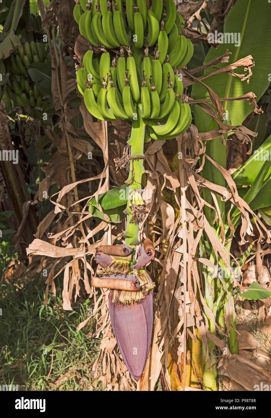Closeup of banana plant musa acuminata with bunch of fruit and large ...