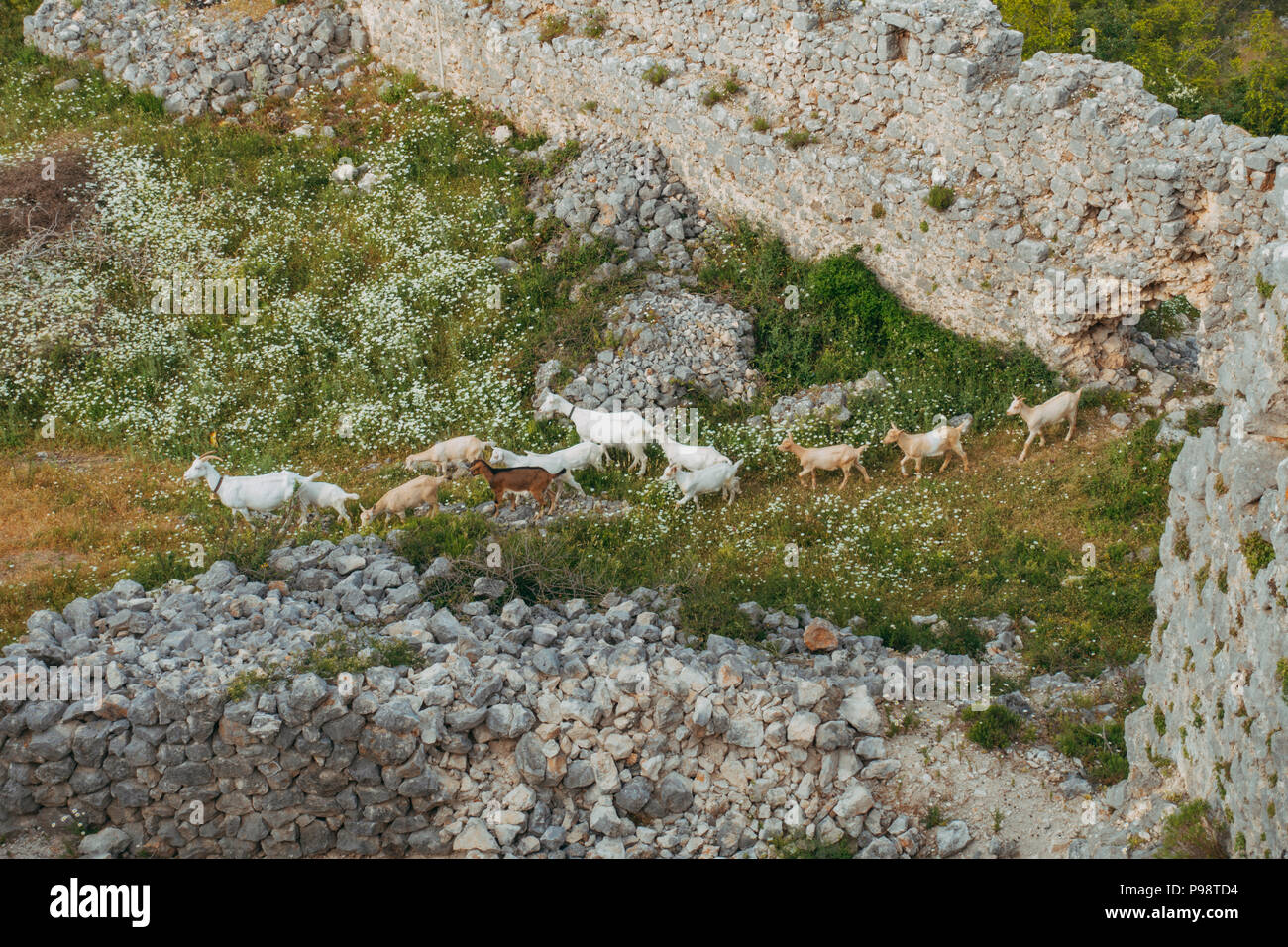 Overgrown animals hi-res stock photography and images - Alamy