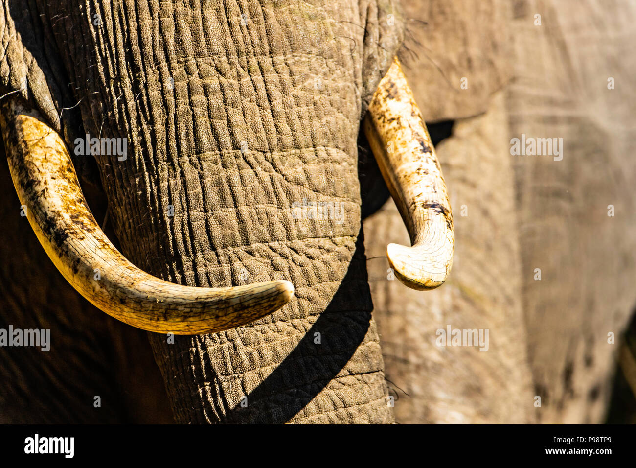 Details of the head of an elephant Stock Photo - Alamy
