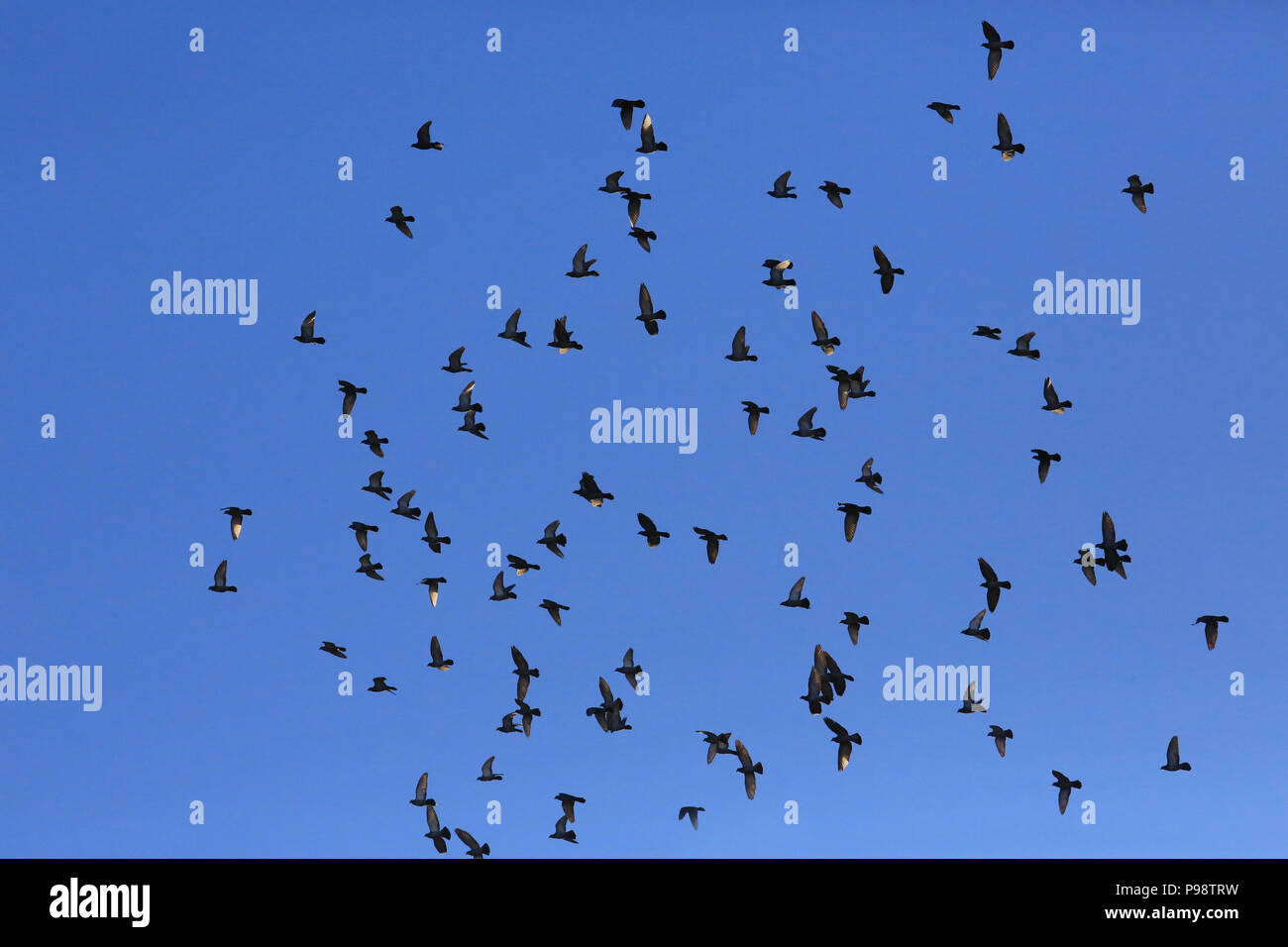 wild bird in tokyo Stock Photo - Alamy