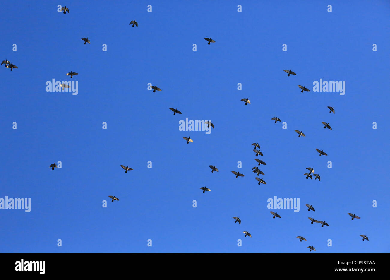 wild bird in tokyo Stock Photo - Alamy