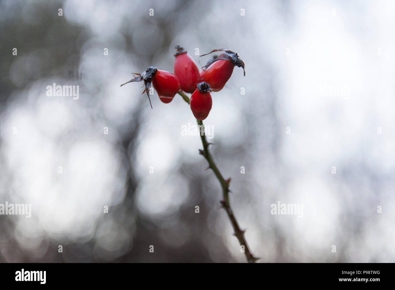 Wild rose bush hi-res stock photography and images - Alamy