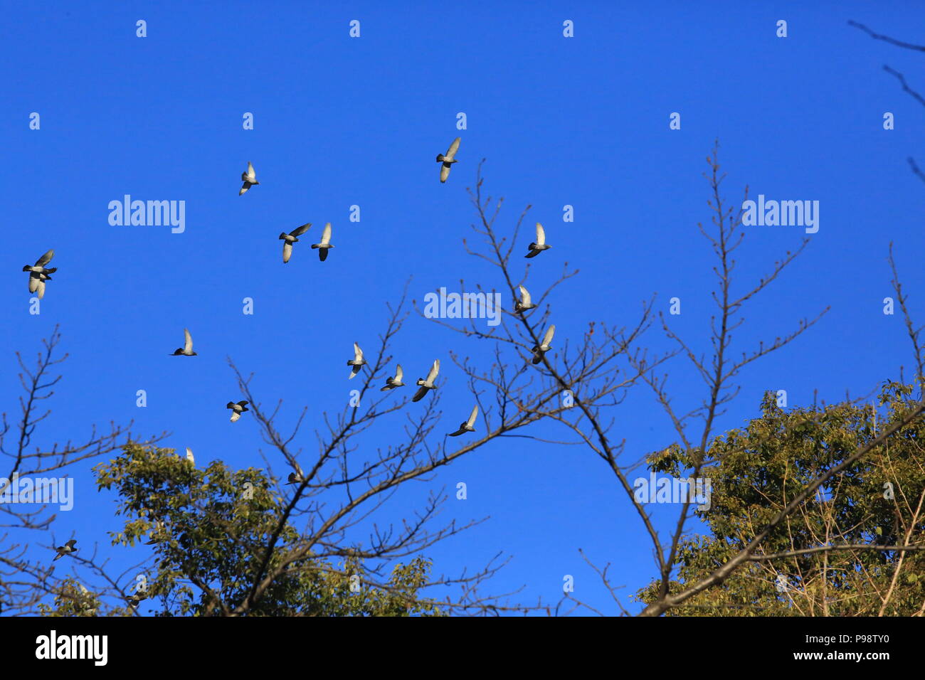 wild bird in tokyo Stock Photo - Alamy