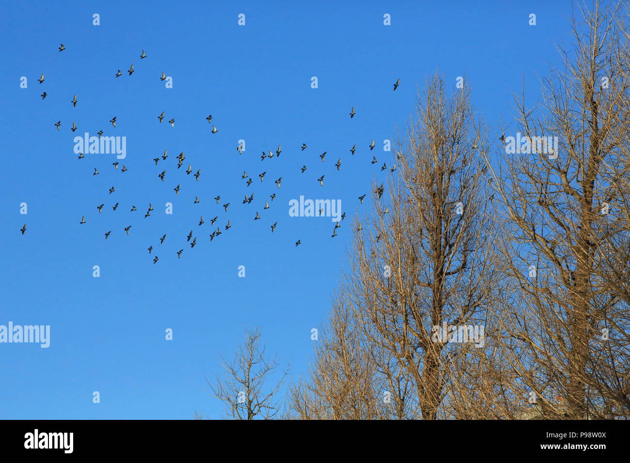 wild bird in tokyo Stock Photo - Alamy