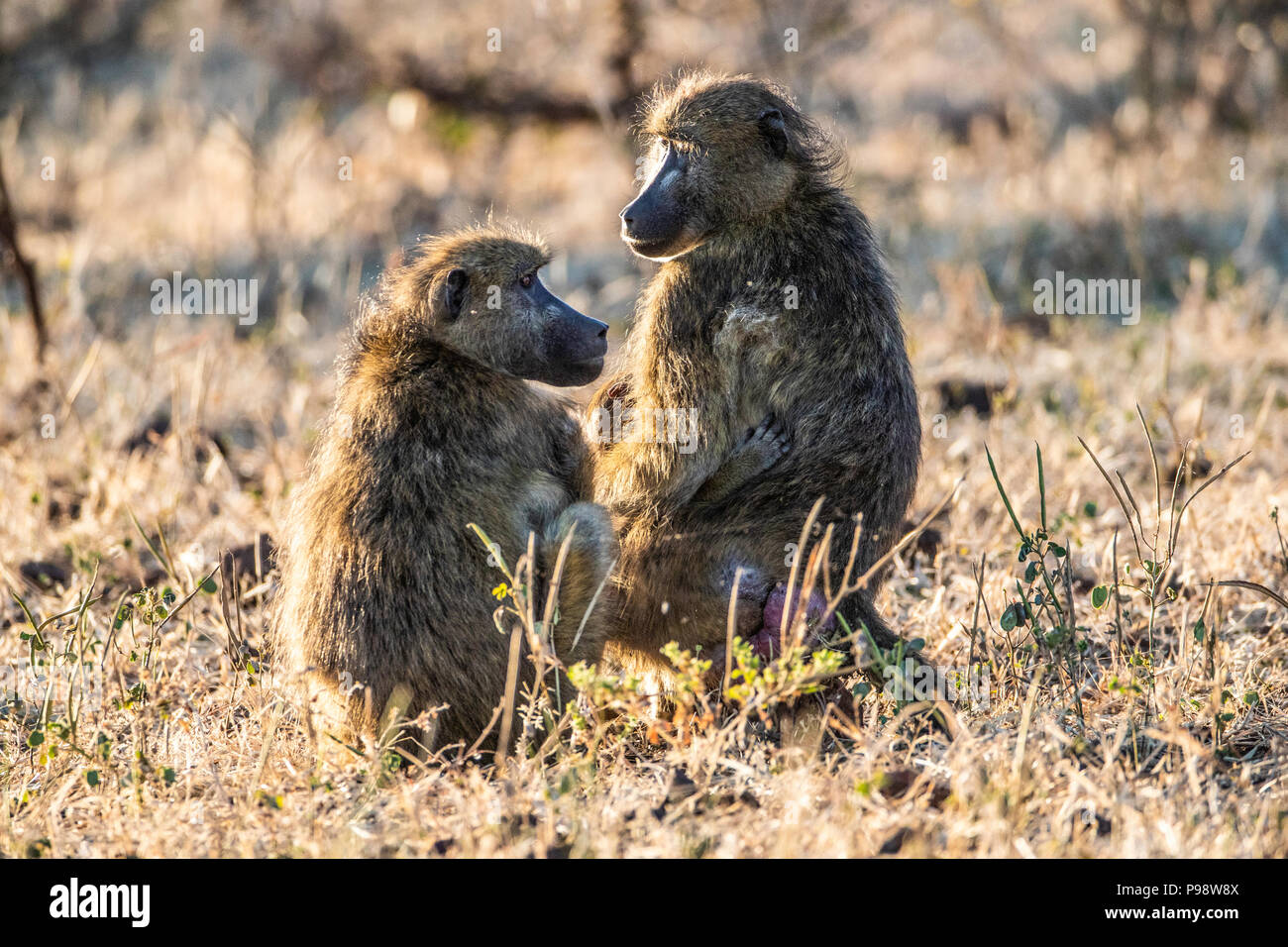 Dangerous baboons hi-res stock photography and images - Alamy