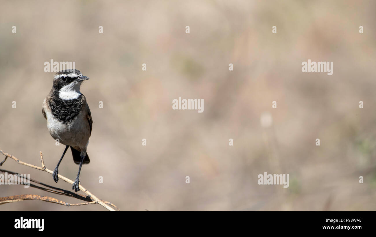 Small insectivorous passerine bird hi-res stock photography and images ...