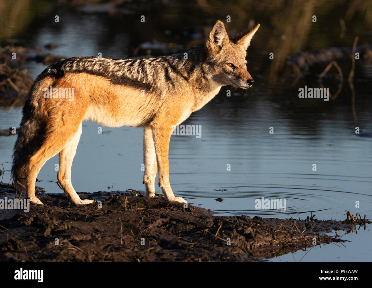 Jackal drinking from a pool, Early morning, spring 2018, Chobe river ...