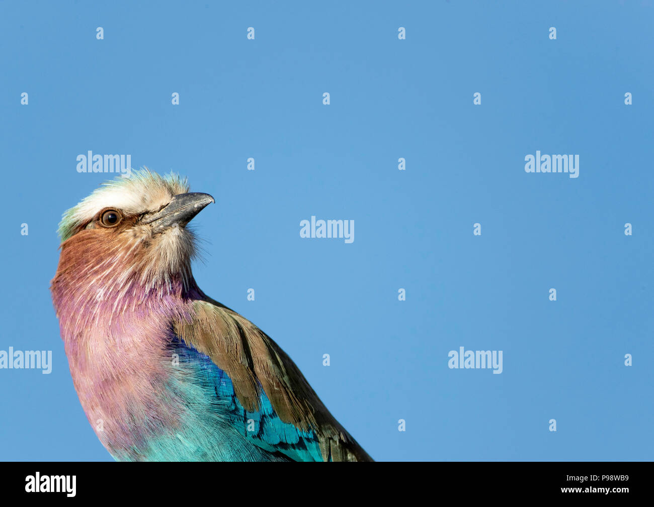 Flying lilac breasted roller hi-res stock photography and images - Alamy