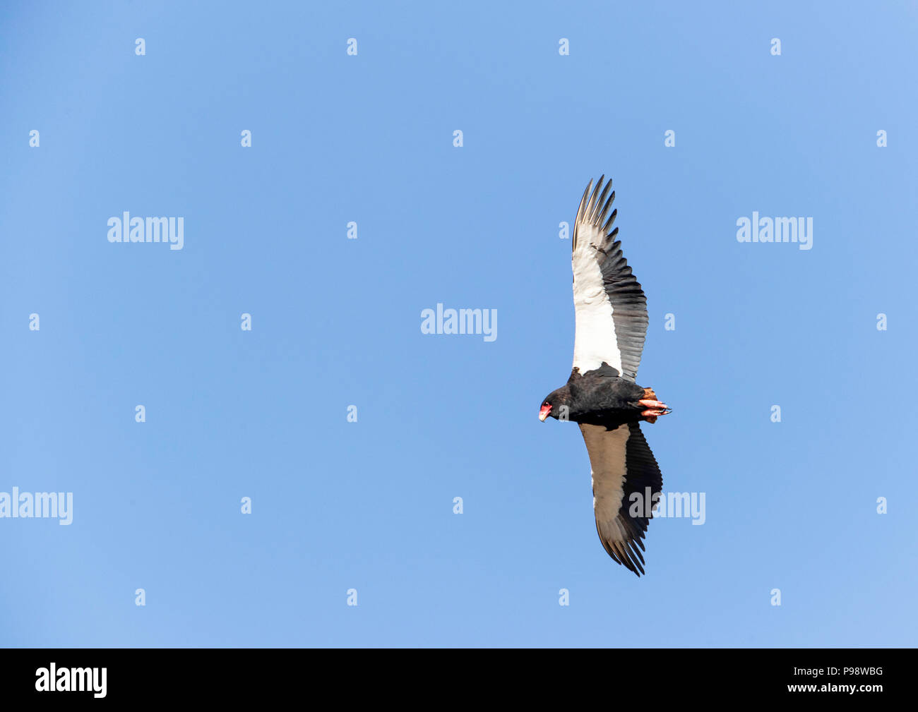 Underwing coverts hi-res stock photography and images - Alamy