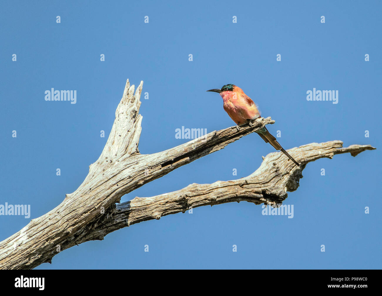 Carmine bee eater botswana hi-res stock photography and images - Alamy