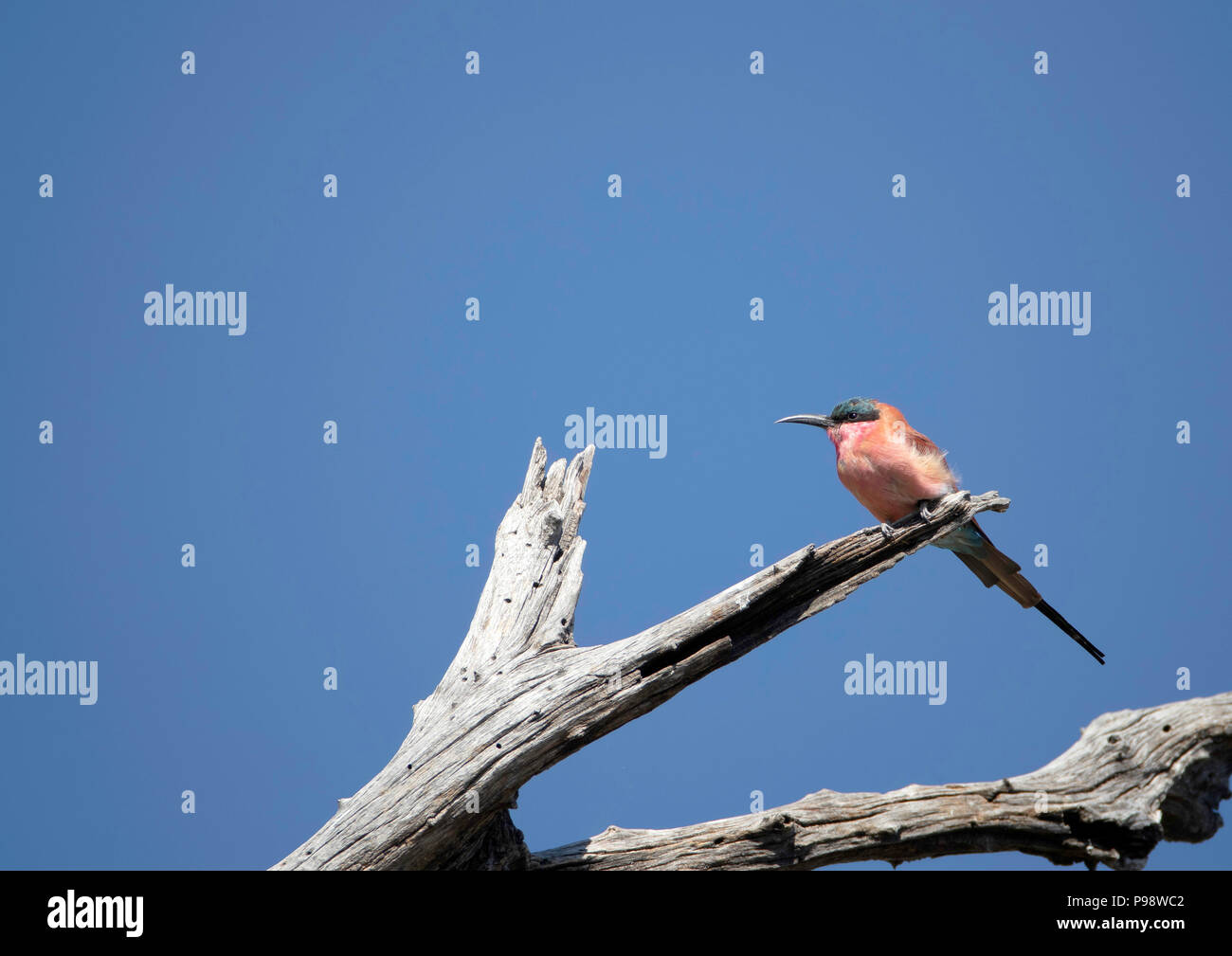 Carmine bee eater botswana hi-res stock photography and images - Alamy