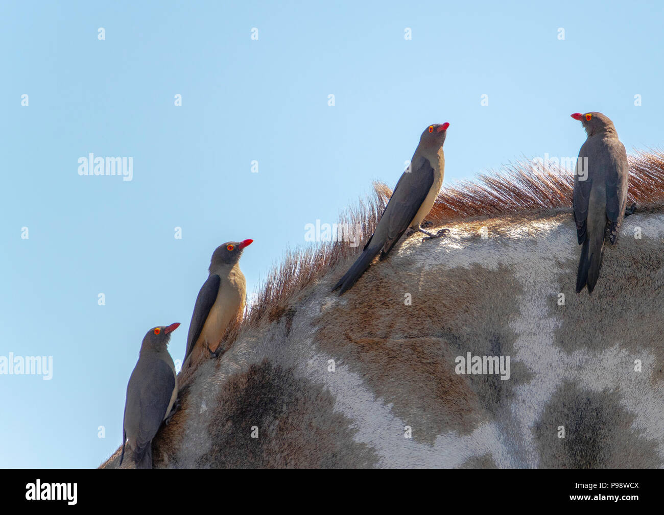 Red-billed oxpeckers on the back of a giraffe (Angolan Giraffe, G. c ...
