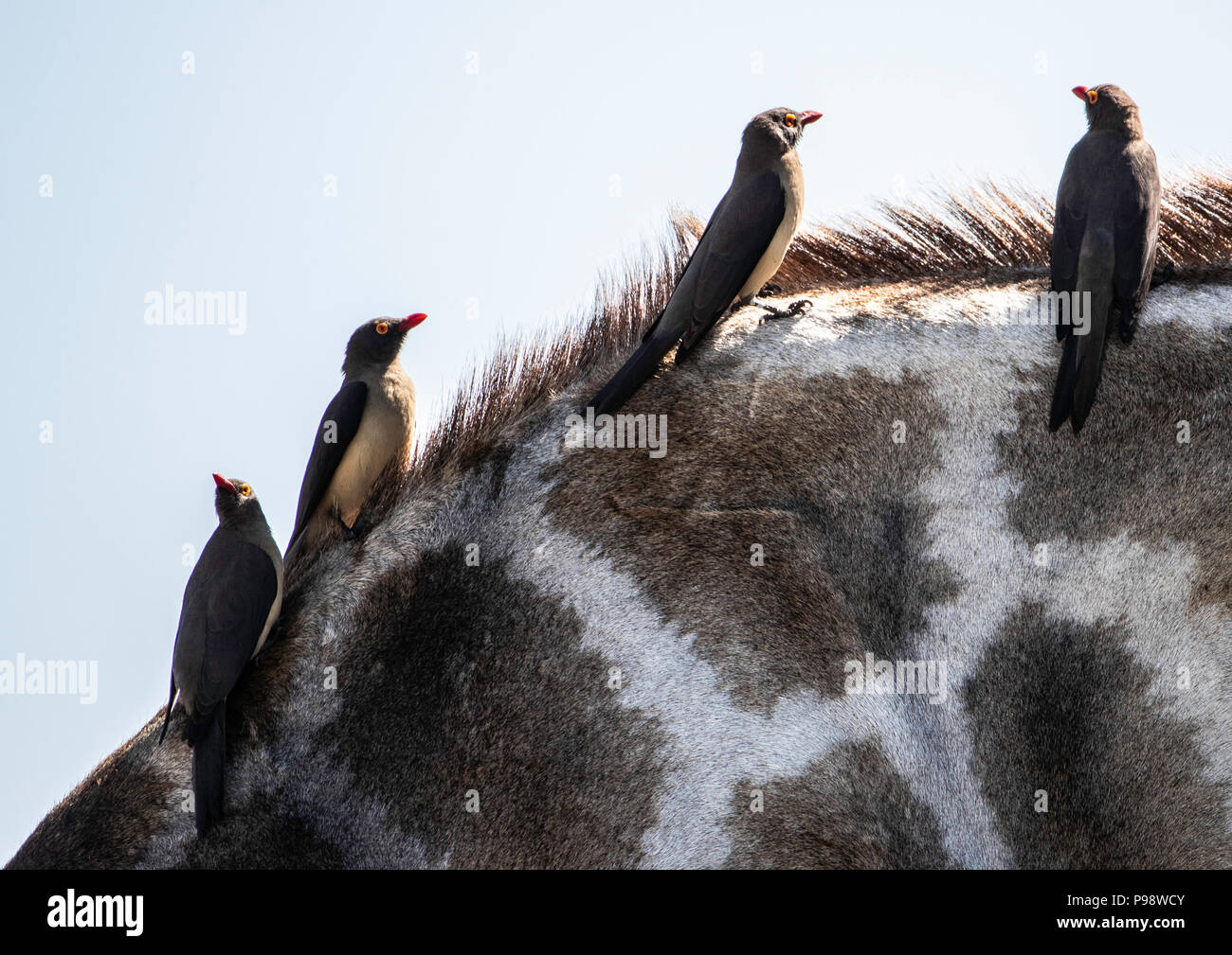 Red-billed oxpeckers on the back of a giraffe (Angolan Giraffe, G. c ...
