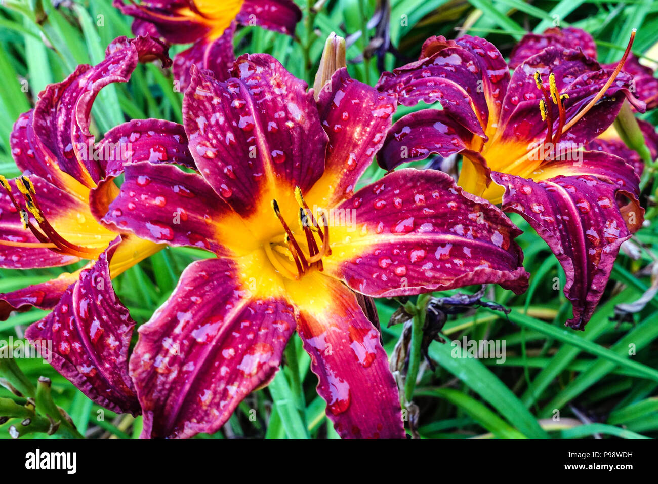 Gypsy Flowers Stock Photos & Gypsy Flowers Stock Images - Alamy