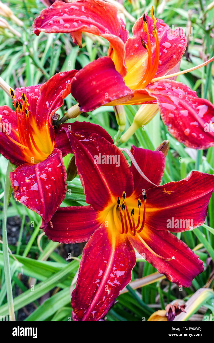 Red Daylily flowers, Hemerocallis 'Bess Ross' dark red daylilies Stock ...