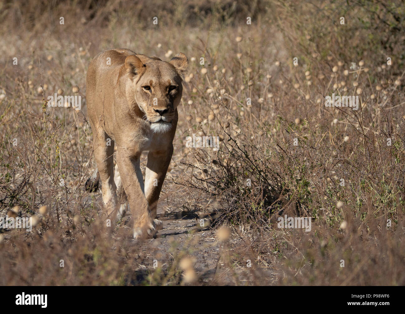 Sub adult lion hi-res stock photography and images - Alamy