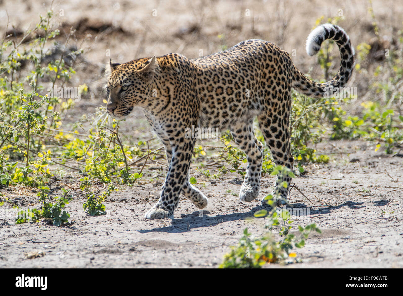 Young female leopard hi-res stock photography and images - Alamy