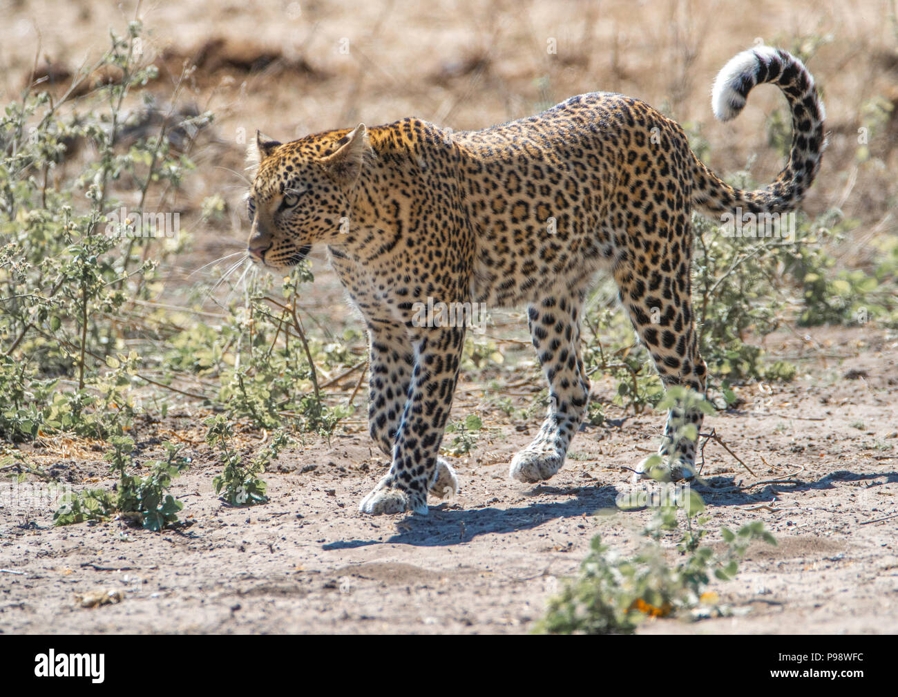 Young female leopard walks confidently through the bush, Chobe ...