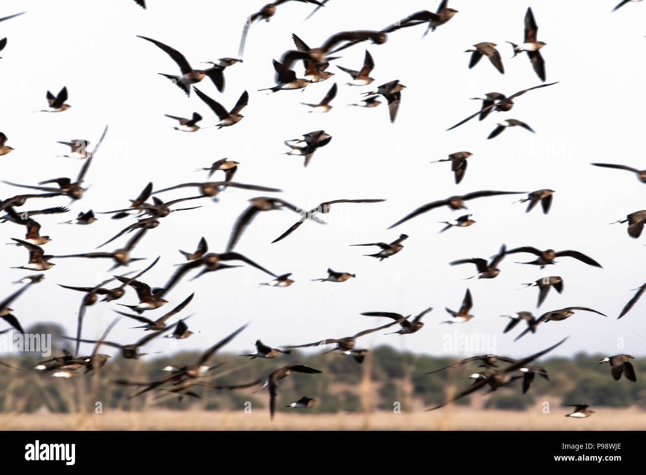 Black winged pratincole hi-res stock photography and images - Alamy