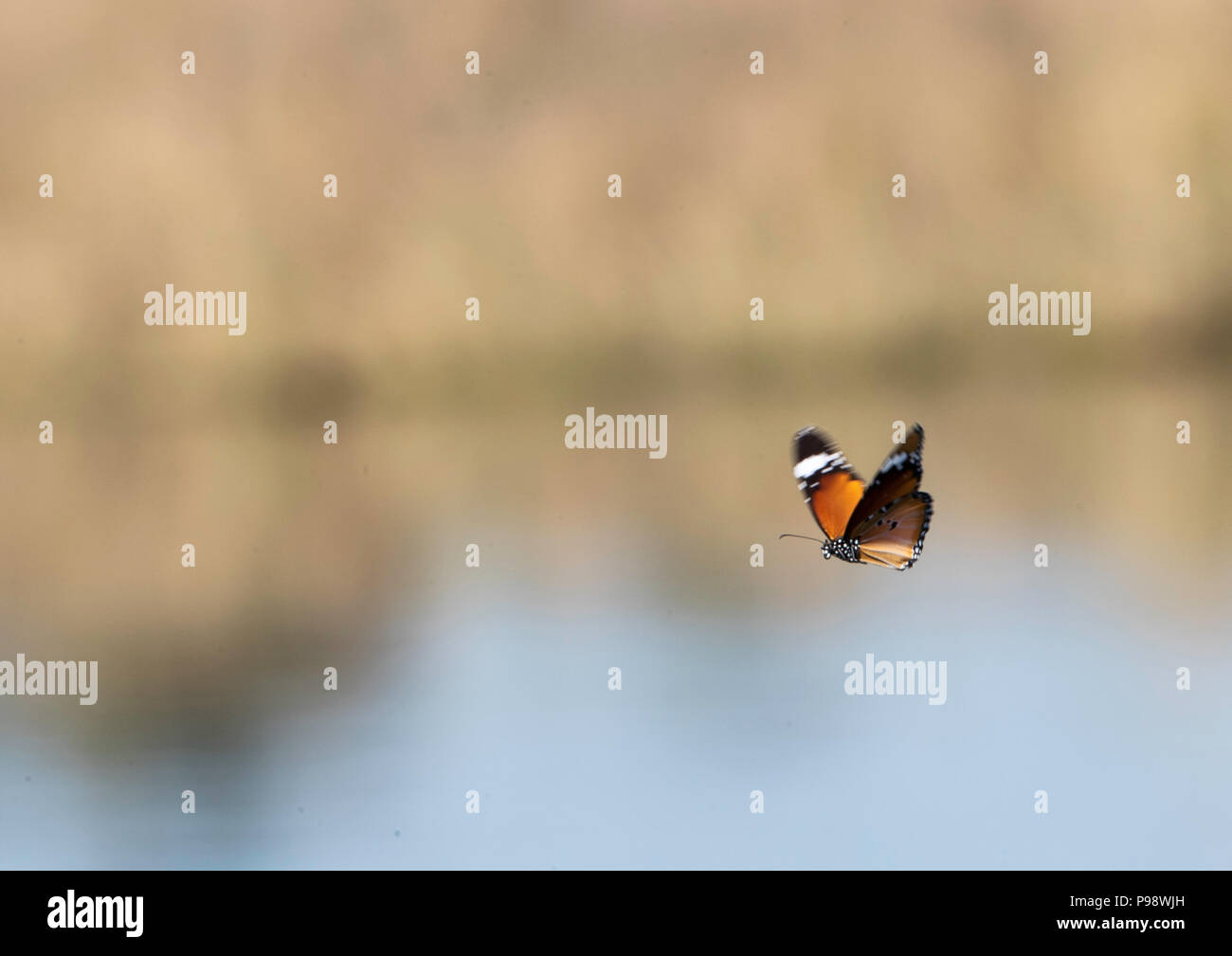 Butterfly In Flight High Resolution Stock Photography and Images - Alamy