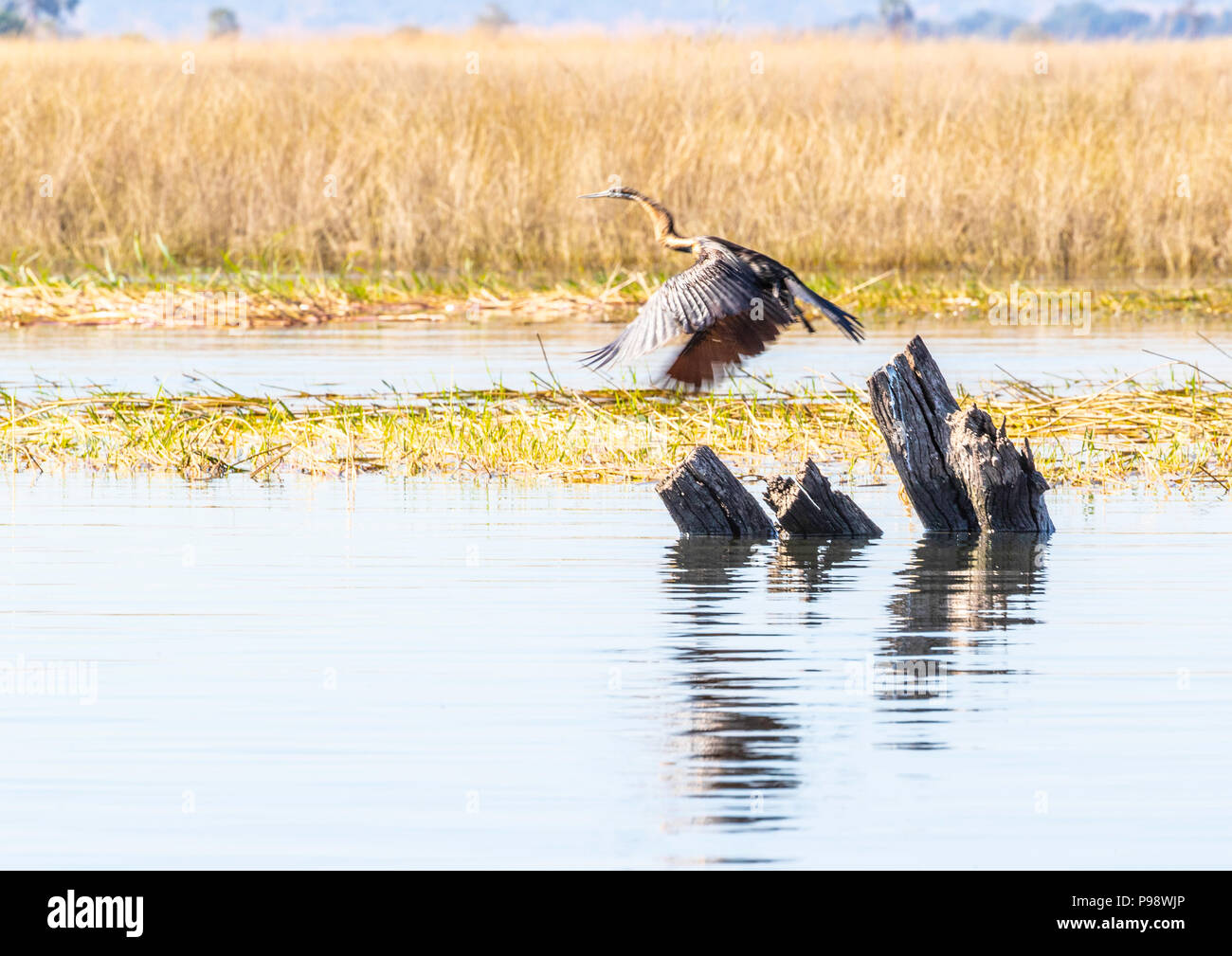 African darter in flight hi-res stock photography and images - Alamy