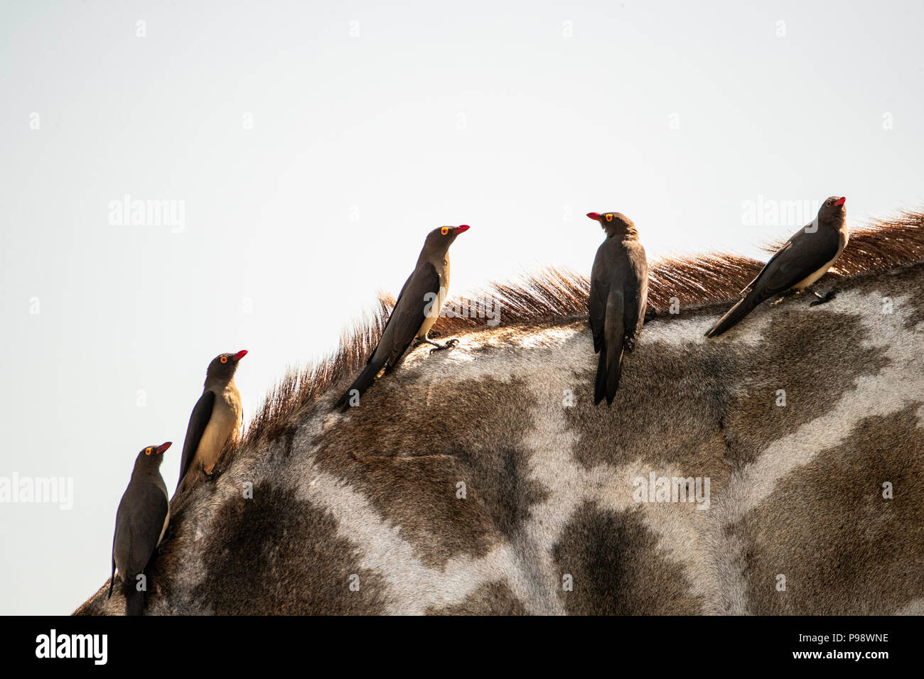 Red-billed oxpeckers on the back of a giraffe (Angolan Giraffe, G. c ...