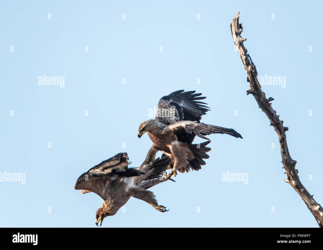 Two tawny eagles fighting in mid air, Mana Pools, Zimbabwe Stock Photo ...