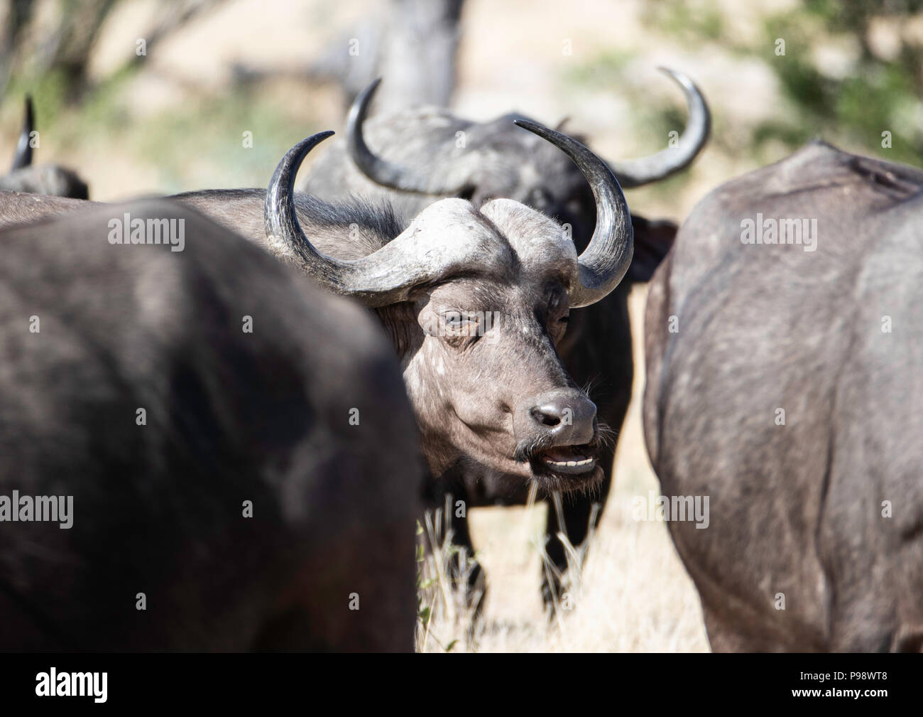 Cape Buffalo Face High Resolution Stock Photography and Images - Alamy