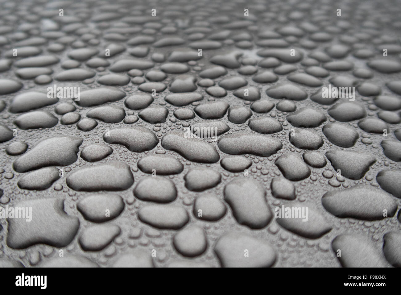 Rain water has formed countless individual beads of water that appear ...