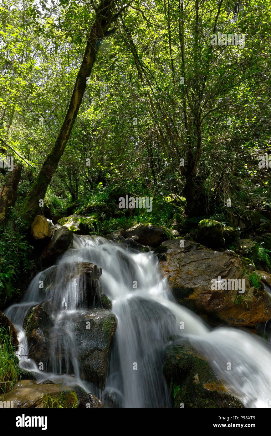 Vegetation and water flow hi-res stock photography and images - Alamy