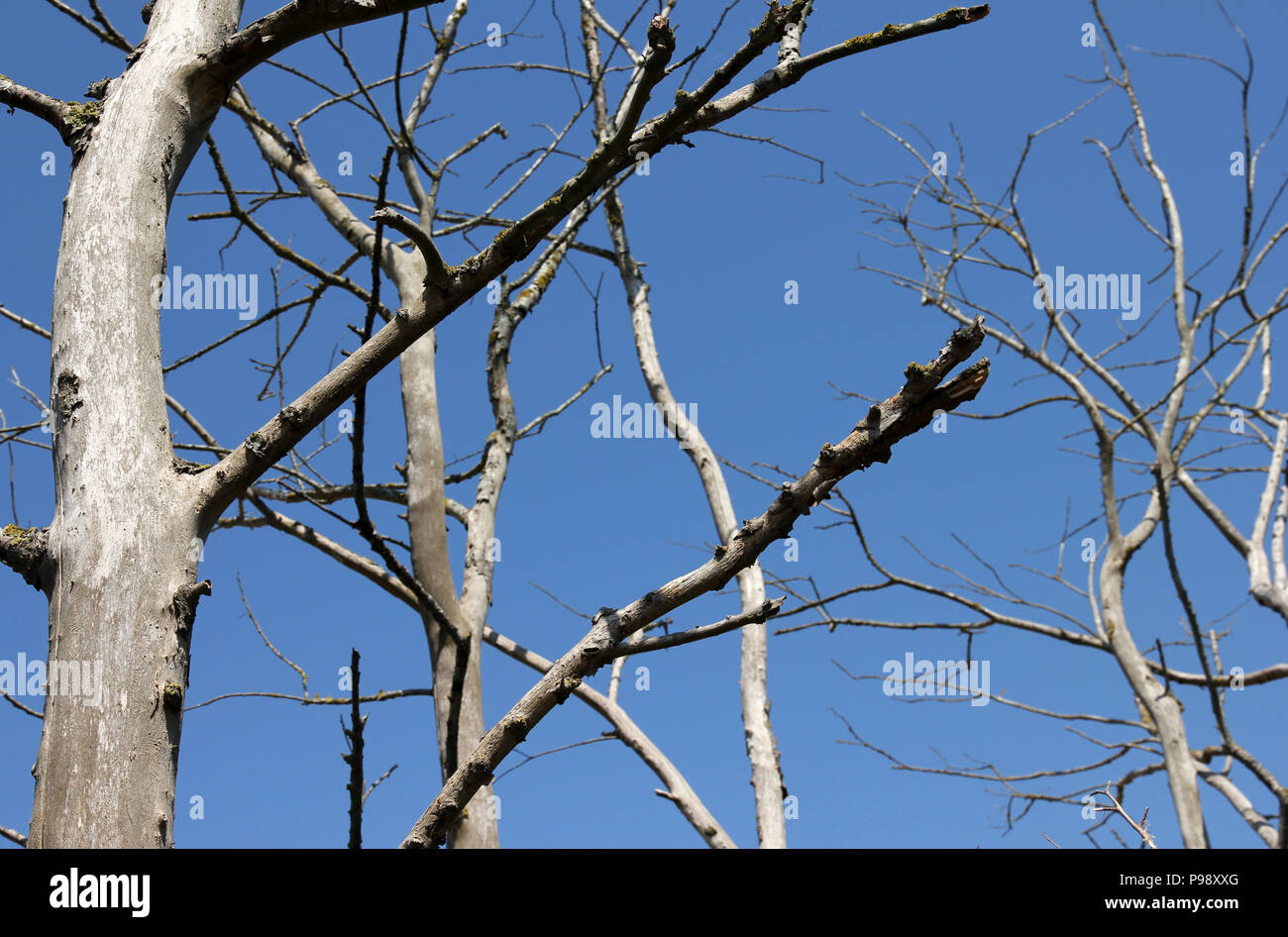 dead elm trees Walberswick Suffolk Stock Photo - Alamy