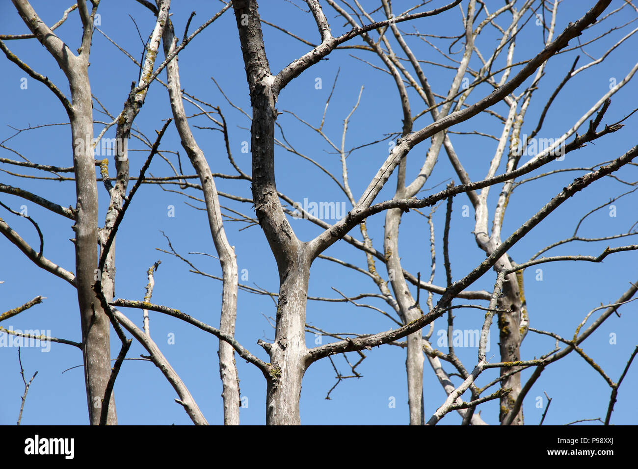 English Elm Dutch Elm Disease High Resolution Stock Photography and ...