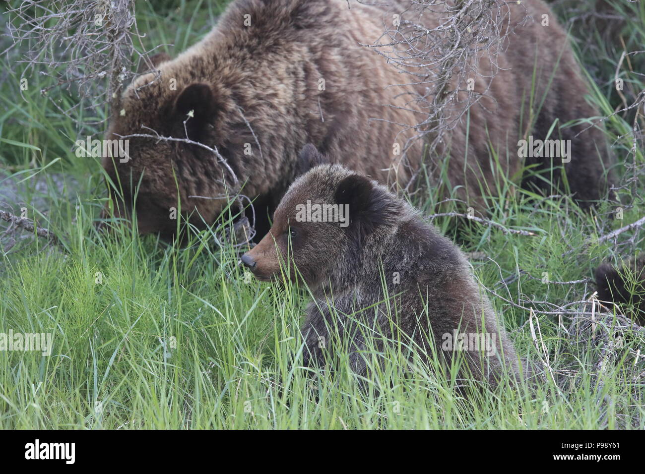 grizzly bear cub , canadian rockies Stock Photo - Alamy