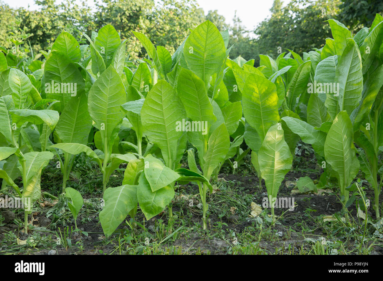 Amazing Tobacco plantation . Fresh new born tobacco plant fields Stock ...