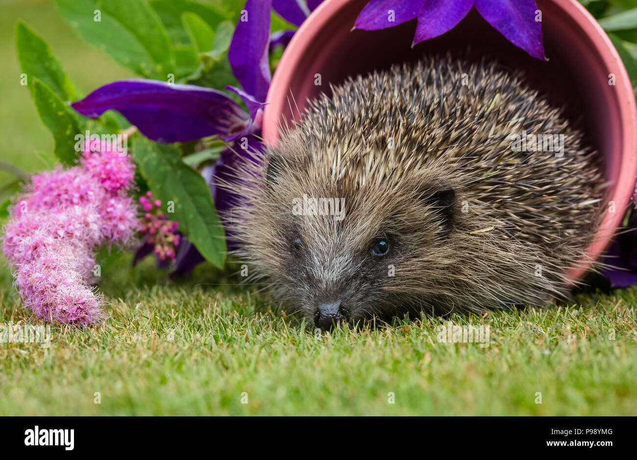 Woodland flowers in small garden hi-res stock photography and images ...