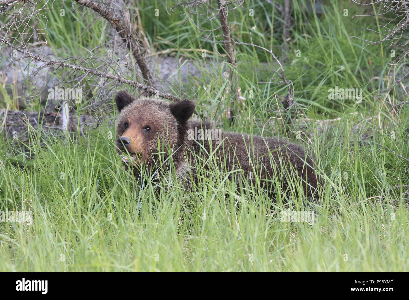 grizzly bear cub , canadian rockies Stock Photo - Alamy