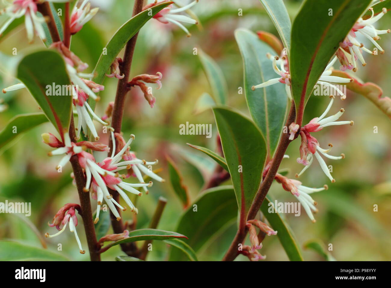 Sarcococca hookeriana hi-res stock photography and images - Alamy
