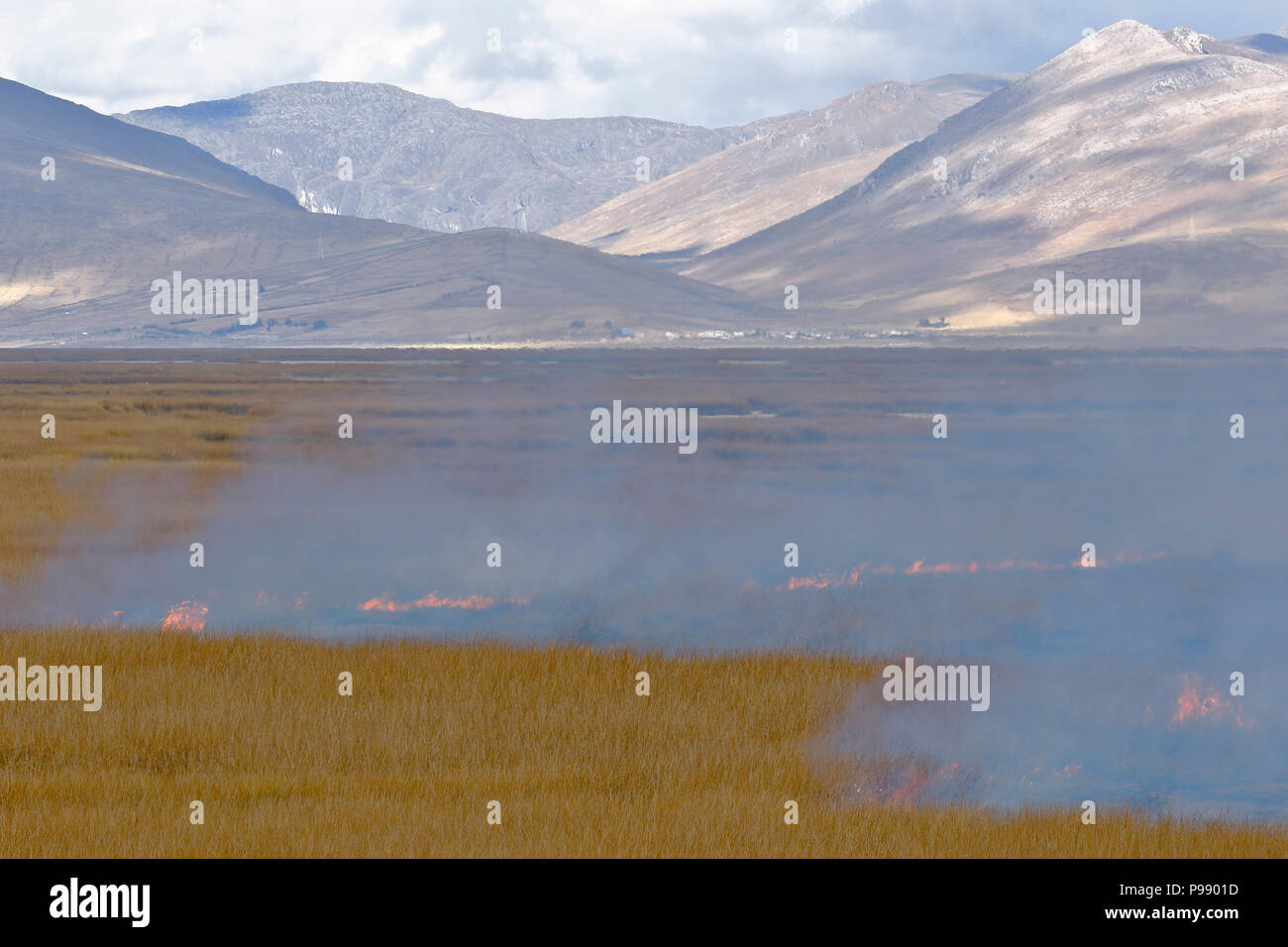 burning of Andean grasslands on Lake Junin Stock Photo - Alamy