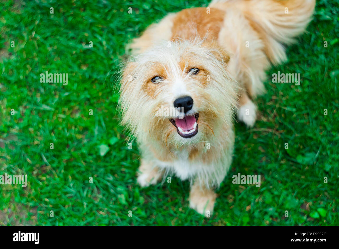 cute and excited dog in the grass looking at camera Stock Photo - Alamy