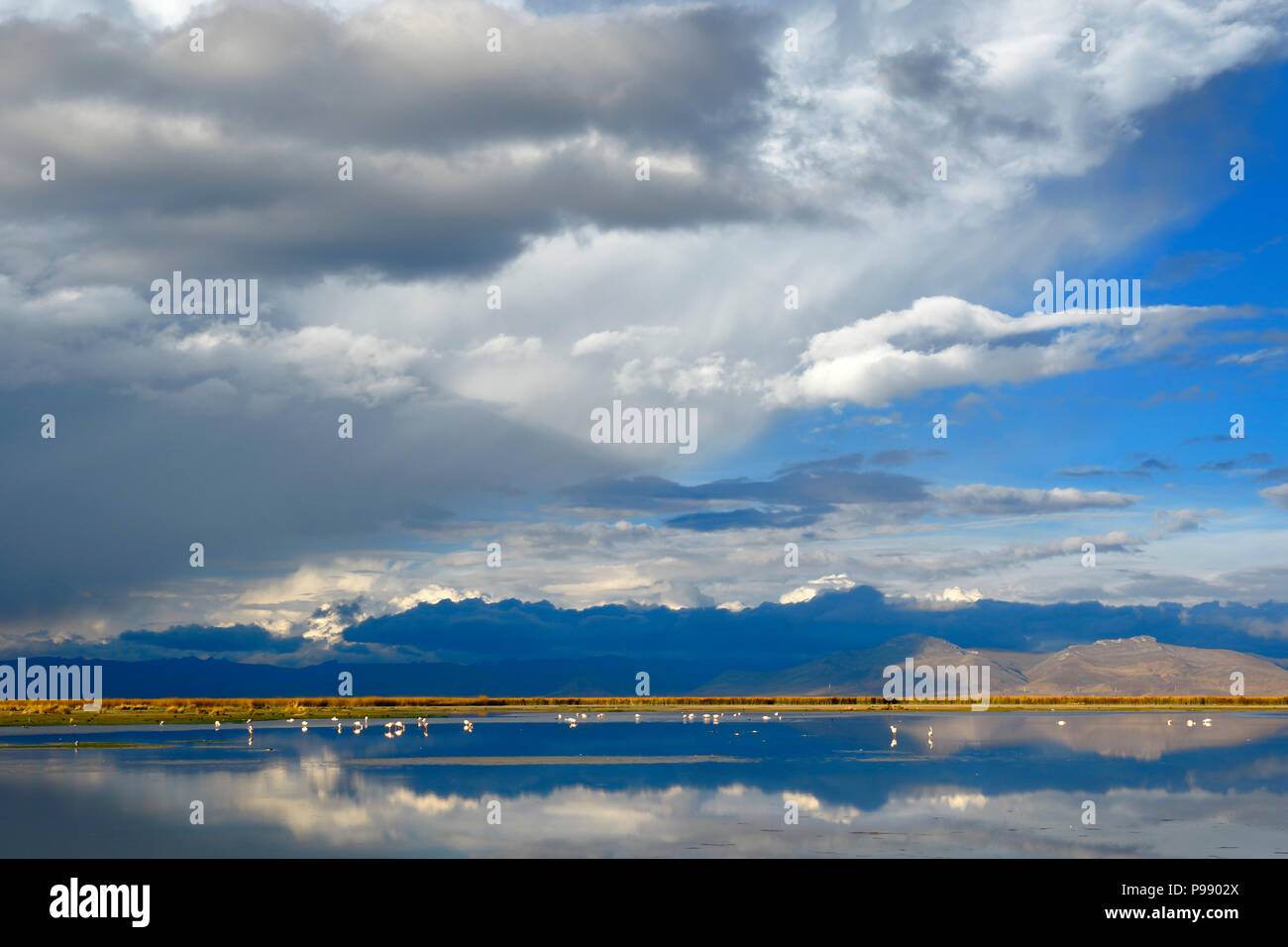 Beautiful sunset on the banks of Lake Junin with a flock of flamingos ...