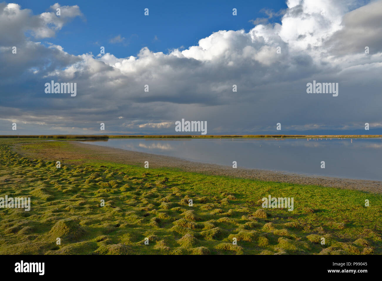 Beautiful landscape at sunset on the shores of Lake Junin Stock Photo ...