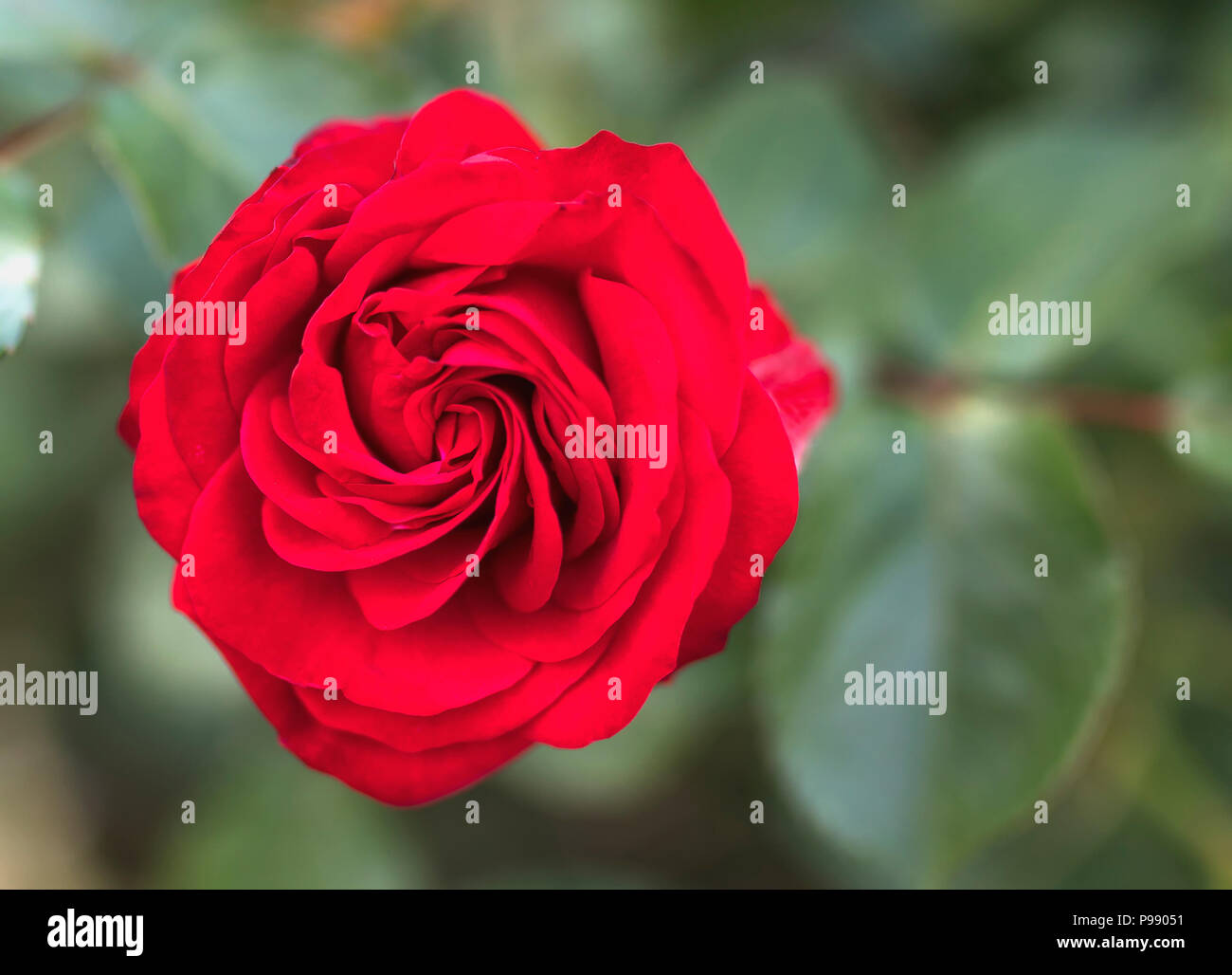 Beautiful valentine single red rose in full bloom against a lush green ...