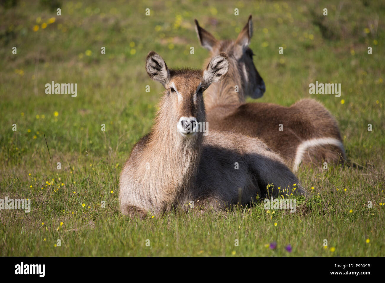 female Waterbuck (Kobus ellipsiprymnus) two or pair lying on the grass ...