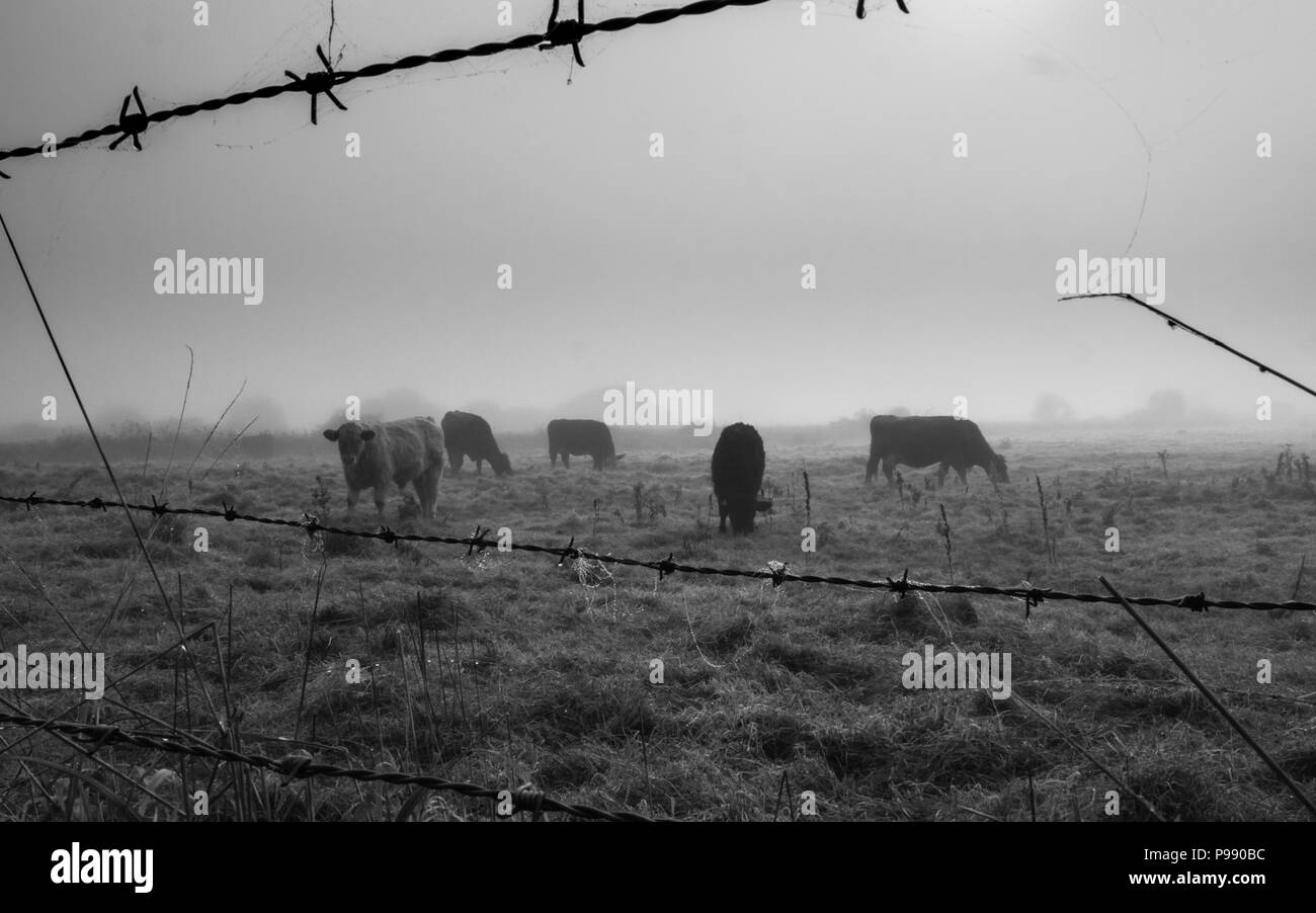 Suffolk cows Black and White Stock Photos & Images - Alamy