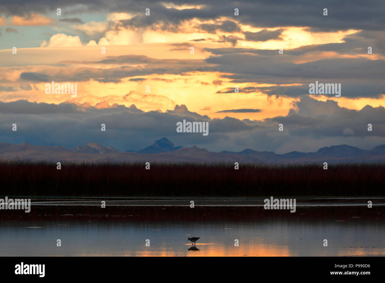 Beautiful sunset on the shores of Lake Junin whit a bird Stock Photo ...