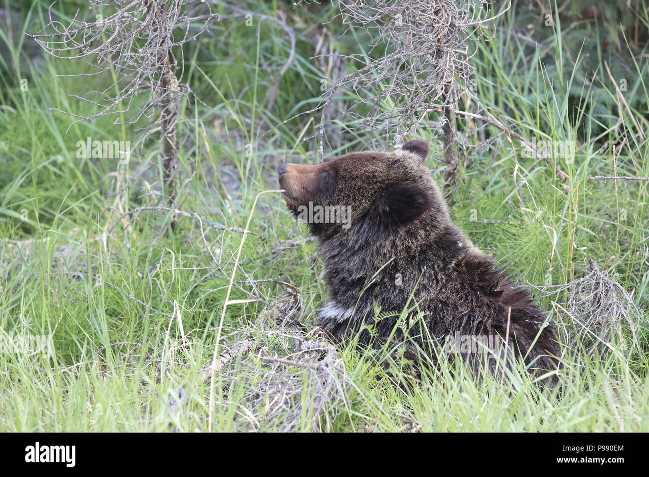 grizzly bear cub , canadian rockies Stock Photo - Alamy